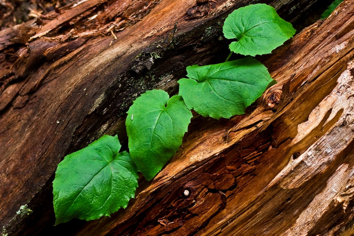 Aaron Middleton - Form Resilience Within & Without